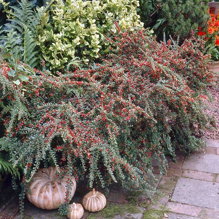 Buy Cotoneaster horizontalis affordable | Gardens4You.co.uk