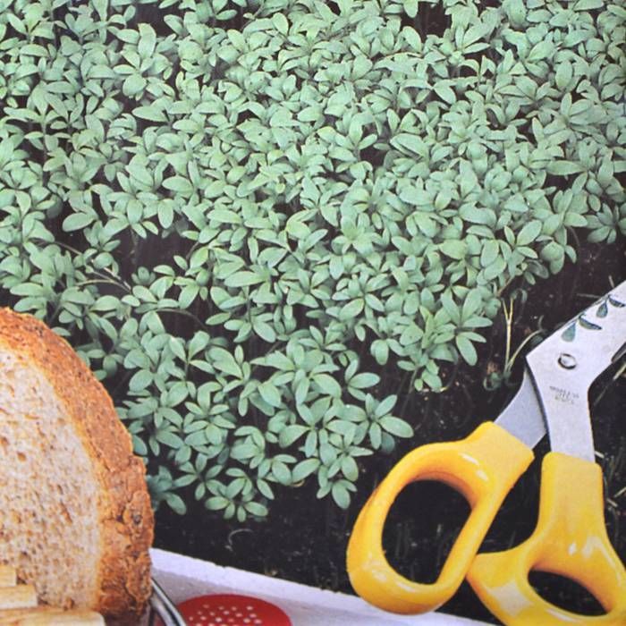 Buy Garden Cress - Common variety affordable | Gardens4You.co.uk