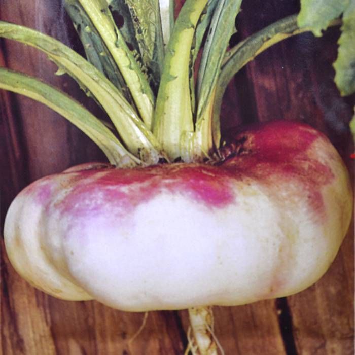 Buy Garden Turnip Milan affordable | Gardens4You.co.uk