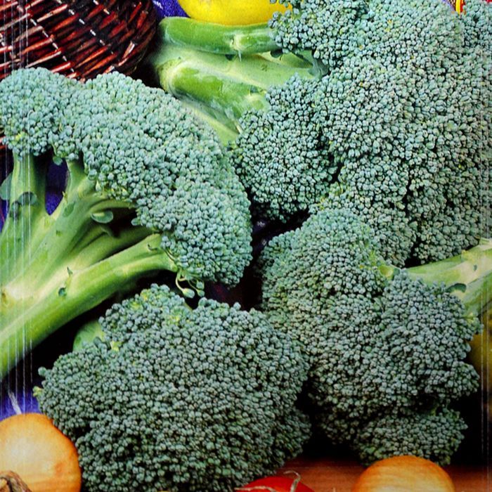 Buy Calabrese Marathon F1 affordable | Gardens4You.co.uk