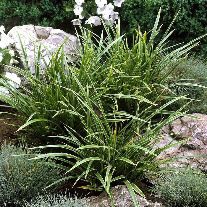 Buy Carex morrowii Variegata affordable | Gardens4You.co.uk