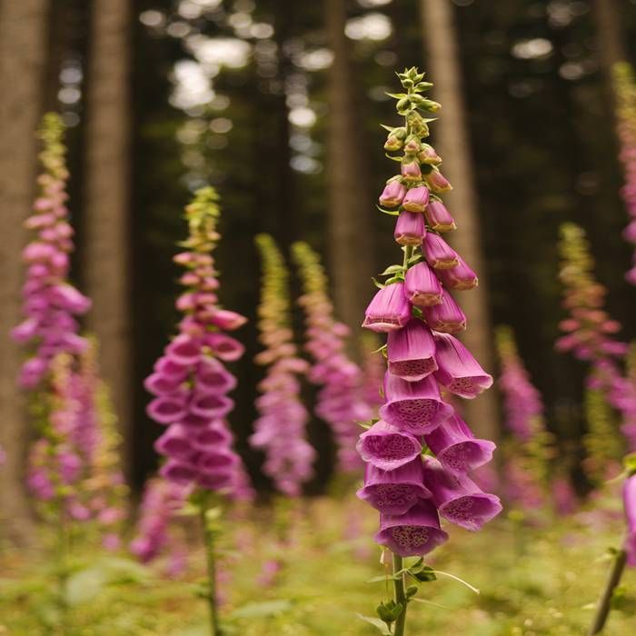 Buy Digitalis Purpurea Foxy Hybrids x 5 affordable | Gardens4You.co.uk