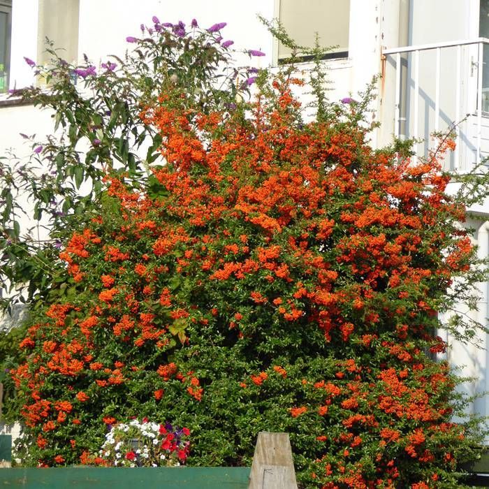 Buy Pyracantha Firelight 9 cm affordable | Gardens4You.co.uk
