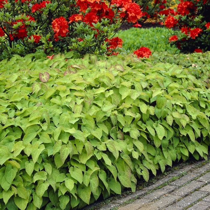 Buy Epimedium x Rubrum affordable | Gardens4You.co.uk