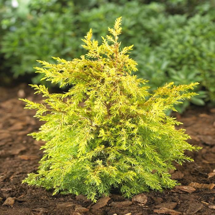Buy Juniperus communis Gold Cone affordable | Gardens4You.co.uk