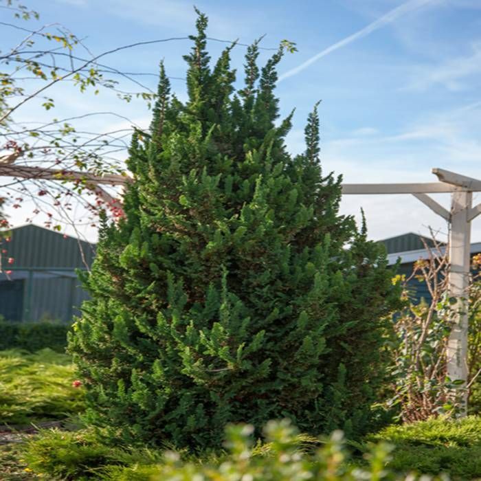 Buy Lawsons Cypress Wisselii affordable | Gardens4You.co.uk