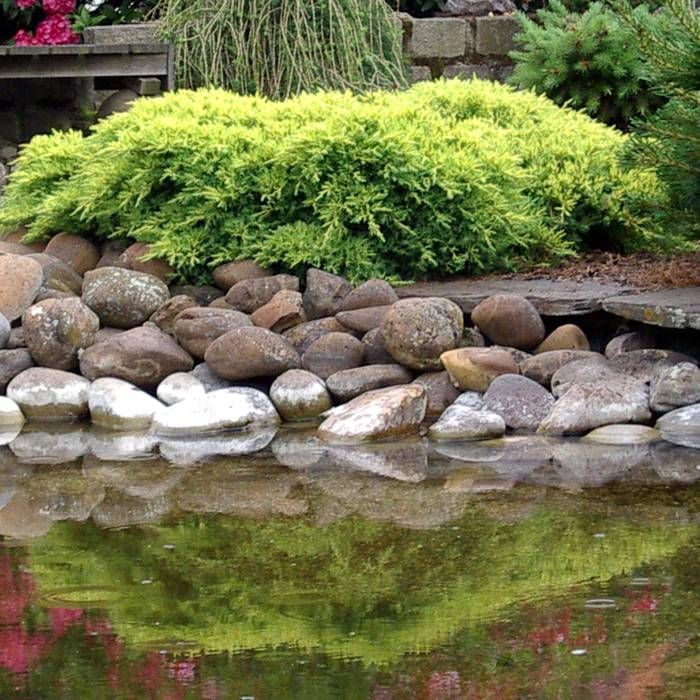 Buy Juniperus x pfitzeriana Gold Coast affordable | Gardens4You.co.uk