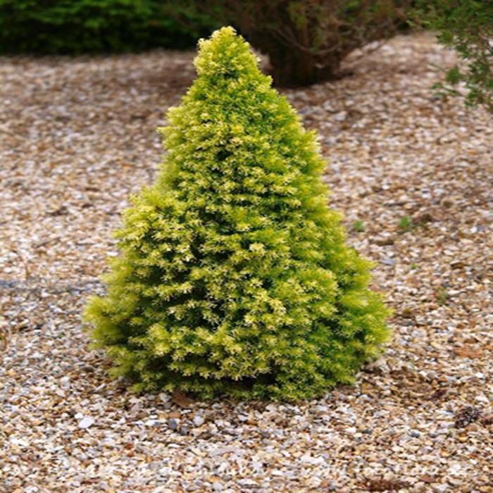 Buy Picea Glauca J.w. Daisys White affordable | Gardens4You.co.uk