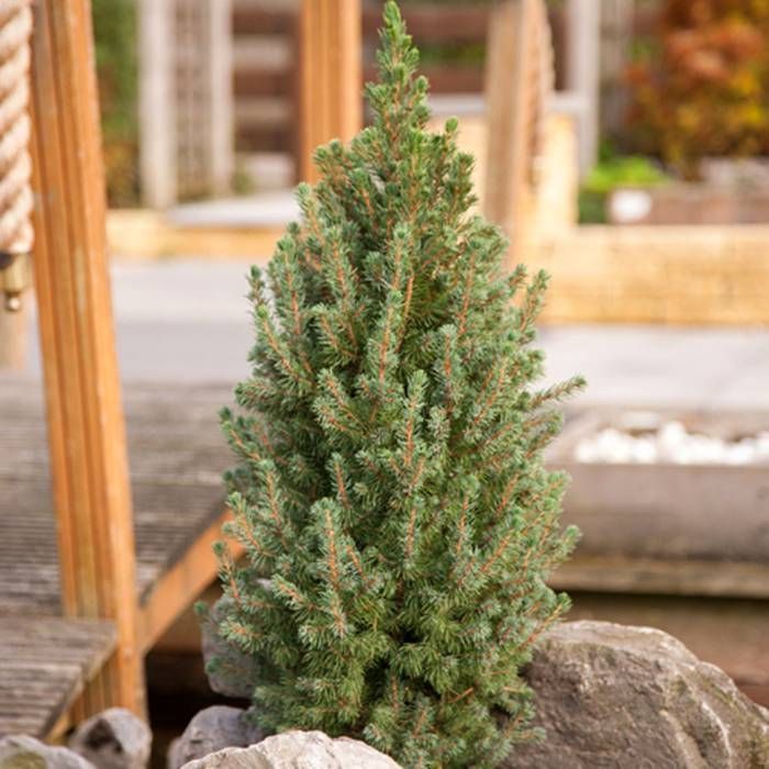 Buy Picea Glauca Sanders Blue 19cm Pot affordable | Gardens4You.co.uk