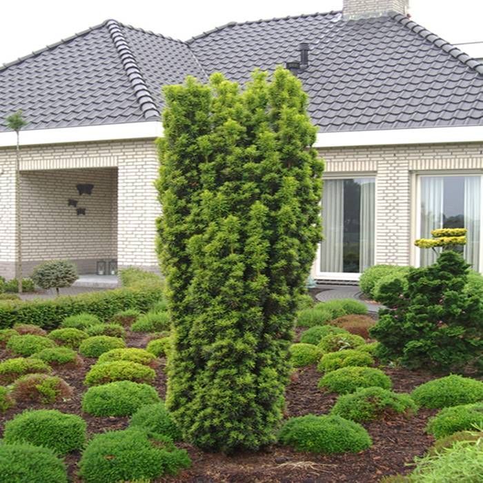 Buy Taxus Baccata aurea David affordable | Gardens4You.co.uk