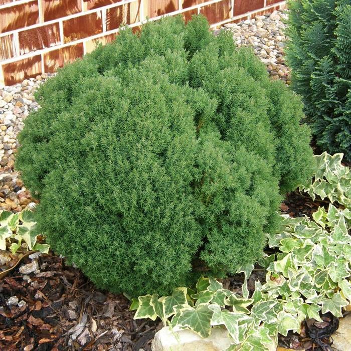 Buy Thuja occidentalis Teddy affordable | Gardens4You.co.uk