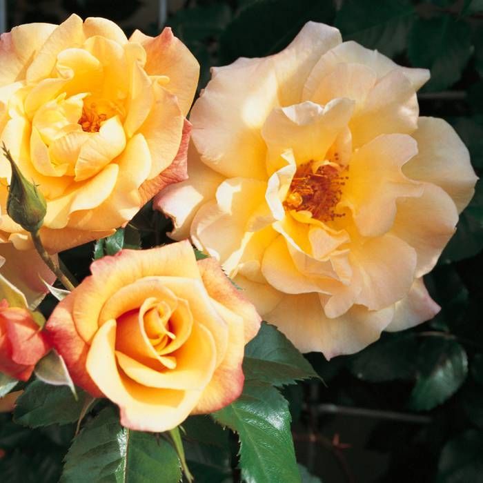 Buy Kordes Climbing Rose Moonlight affordable | Gardens4You.co.uk