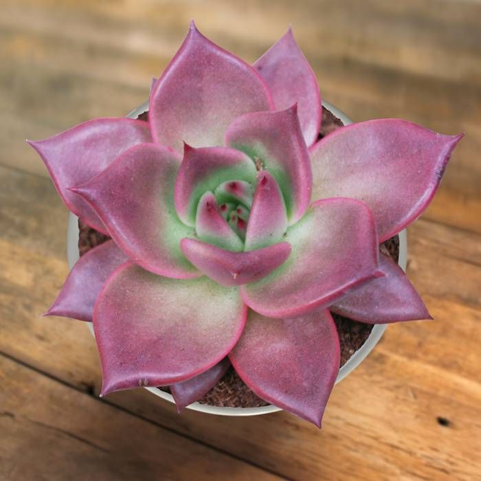 Buy Echeveria taurus affordable | Gardens4You.co.uk