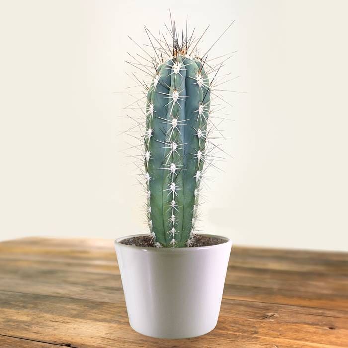 Buy Stetsonia coryne - Toothpick Cactus affordable | Gardens4You.co.uk