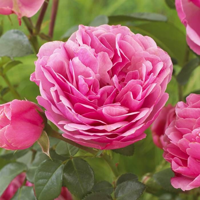 Buy Meilland Floribunda Rose Leonardo Da affordable | Gardens4You.co.uk