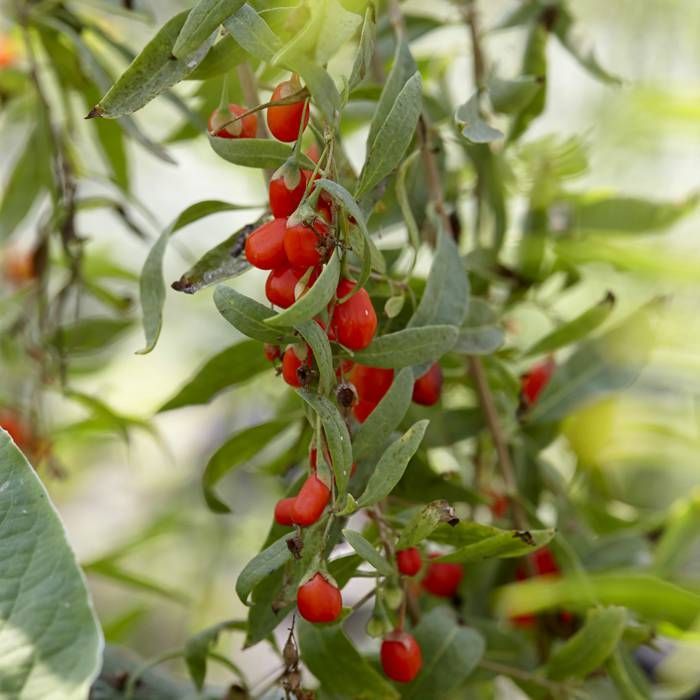 Buy Lycium barbarum- Goji- Instant Success affordable | Gardens4You.co.uk