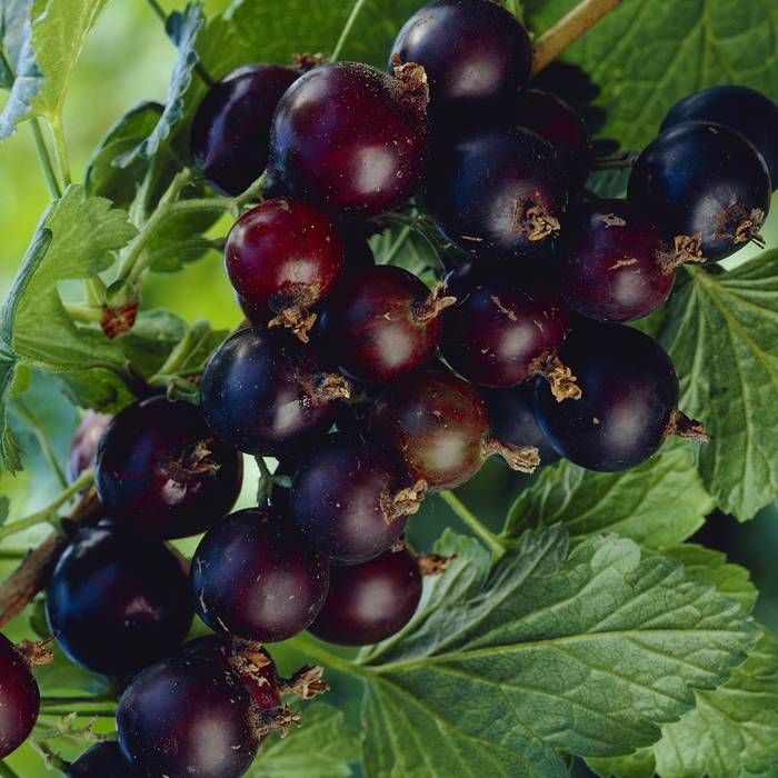 Buy Black Currant Jostaberry affordable | Gardens4You.co.uk