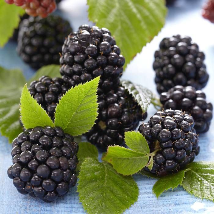 Buy Blackberry Chester Thornless affordable | Gardens4You.co.uk