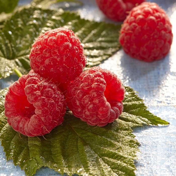 Buy Rubus idaeus Glen Ample 12 cm pot affordable | Gardens4You.co.uk
