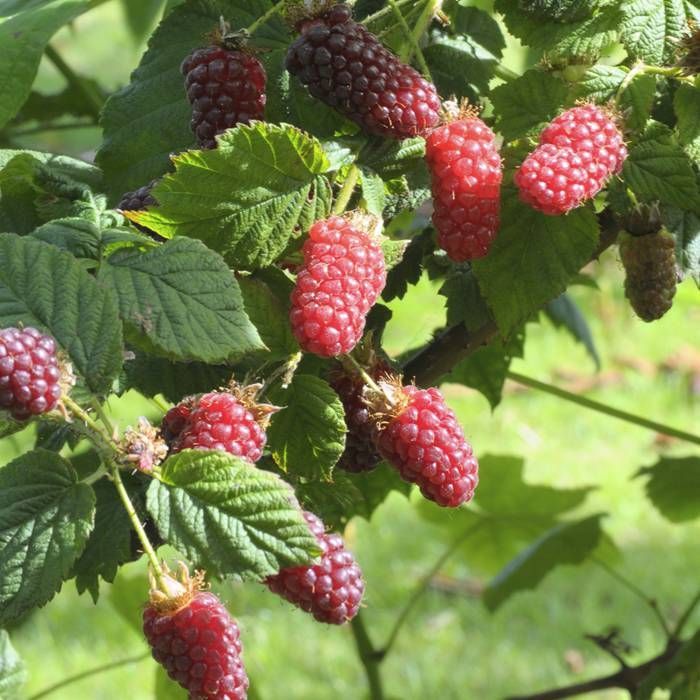 Buy Tayberry Rubus fruticosus affordable | Gardens4You.co.uk