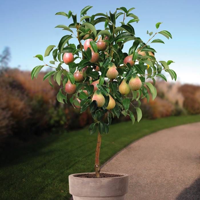 Buy Standard Pear Tree Clapps Favourite 100 affordable | Gardens4You.co.uk