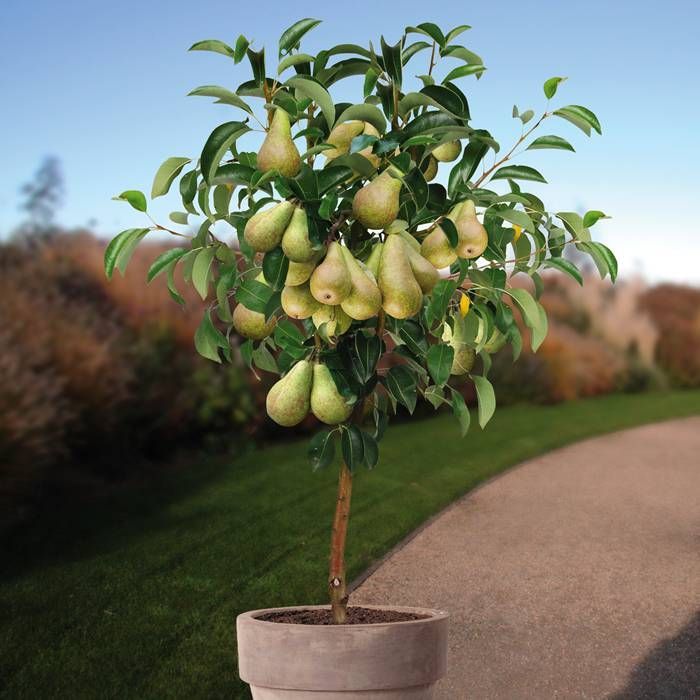 Buy Standard Pear Concorde 100 affordable | Gardens4You.co.uk