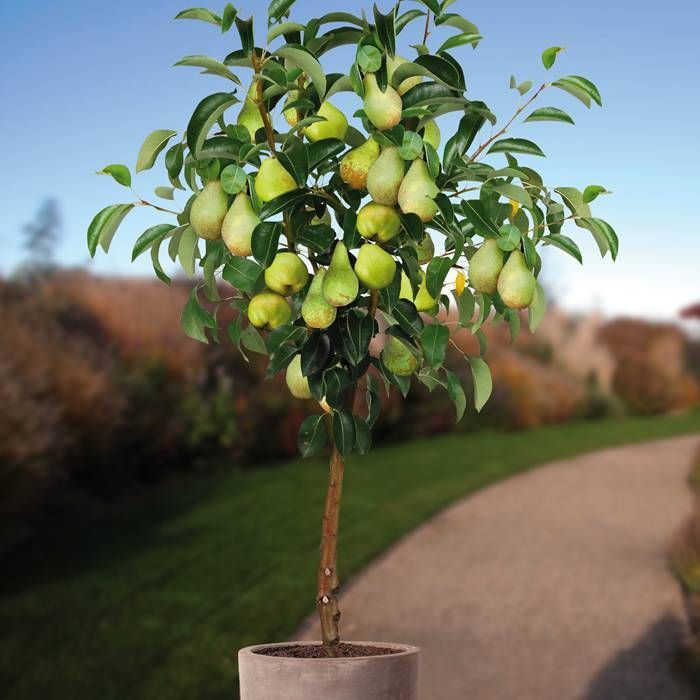 Buy Standard Pear Tree Condo 100 affordable | Gardens4You.co.uk