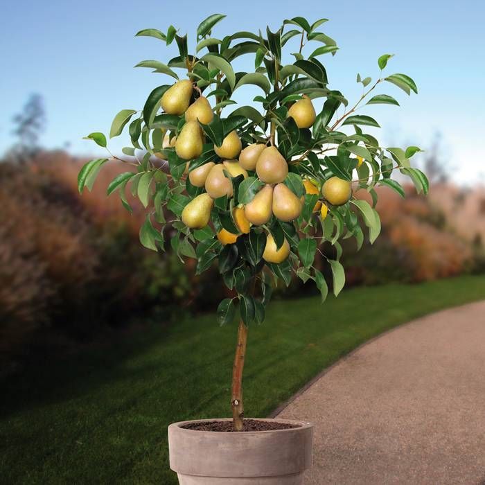 Buy Standard Pear Tree Gellerts Butterbirne affordable | Gardens4You.co.uk