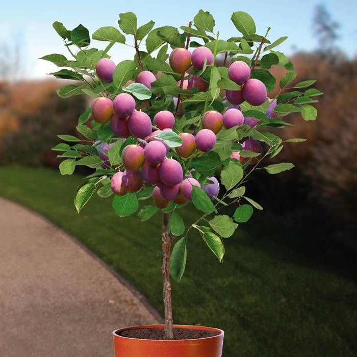 Buy Standard Plum Tree Prunus Jubileum affordable | Gardens4You.co.uk