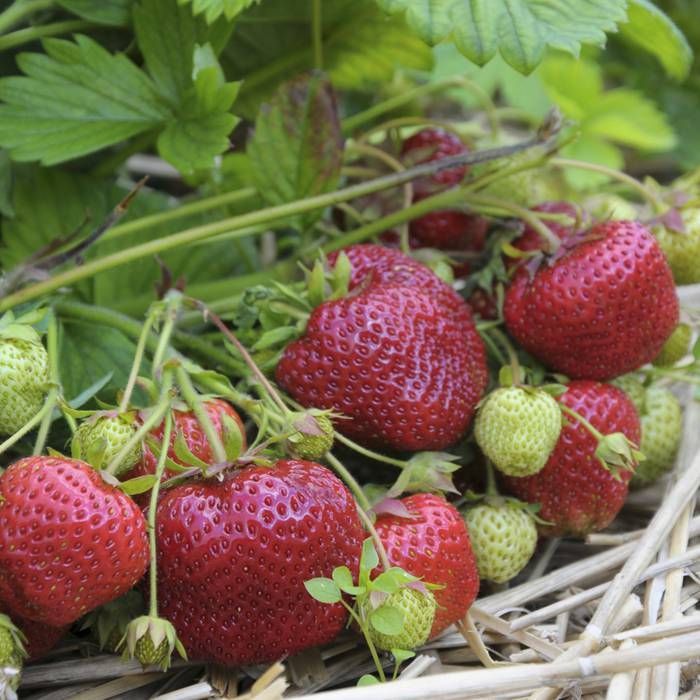 Buy Giant Strawberry Maxi Fructa x 5 affordable | Gardens4You.co.uk