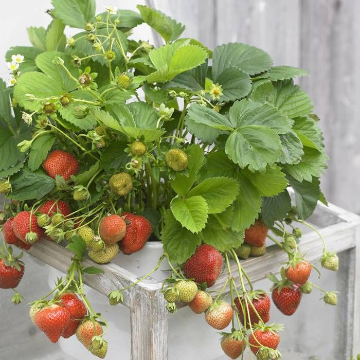 French Strawberry Plants Living The Life In Saint Aignan: Fraises Des