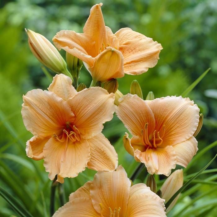 Buy Hemerocallis Baley Hay affordable | Gardens4You.co.uk