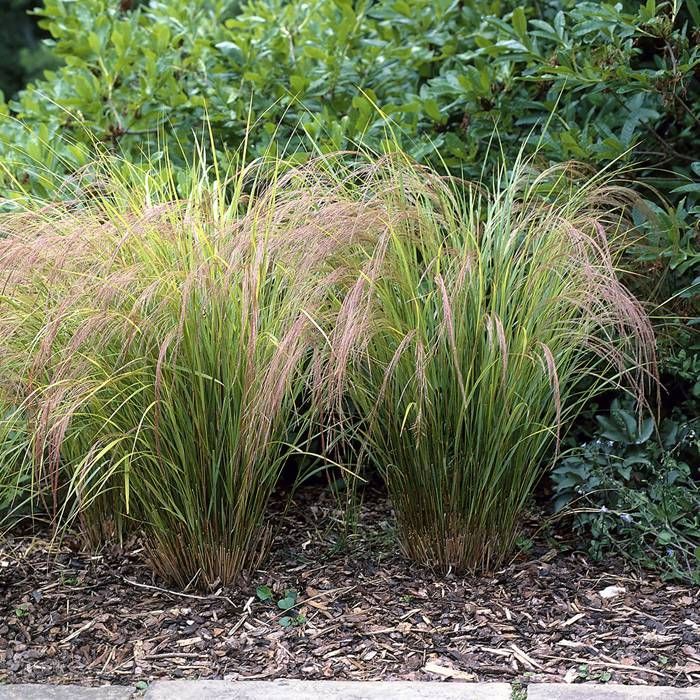 Buy Calamagrostis arundinacea affordable | Gardens4You.co.uk