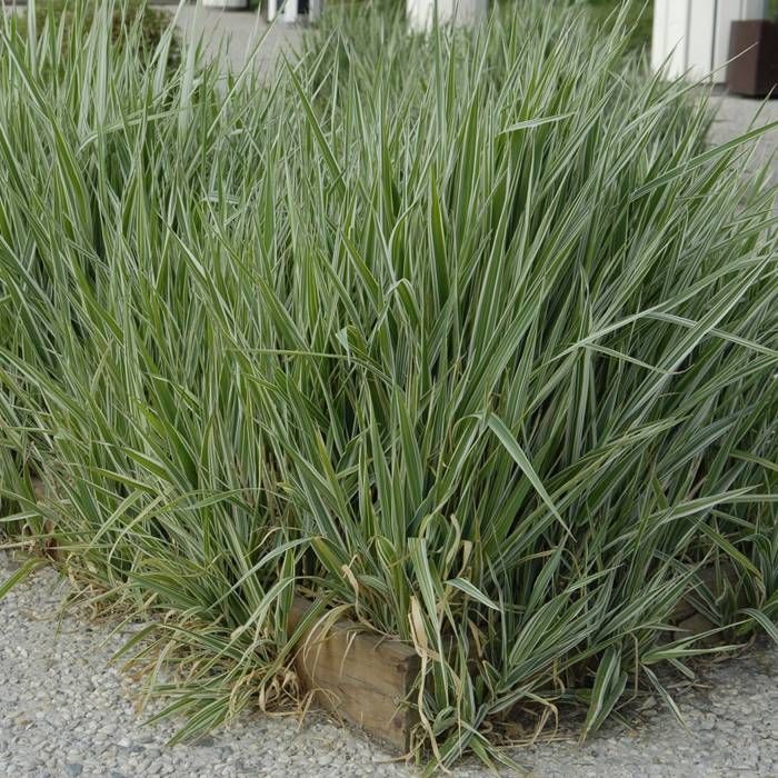 Buy Phalaris arundinacea Feesey affordable | Gardens4You.co.uk