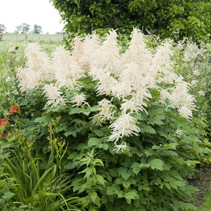 Buy Aruncus dioicus- Goat’s beard affordable | Gardens4You.co.uk