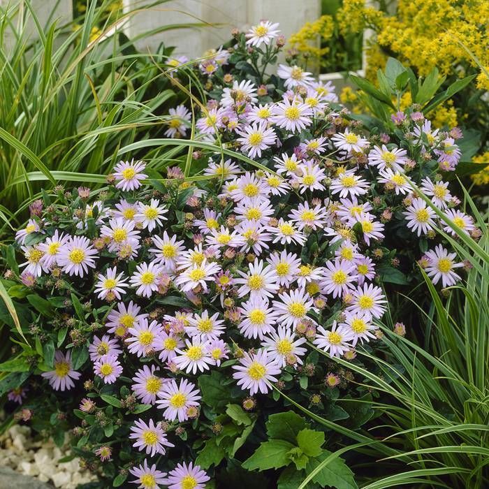 Buy Aster ageratoides Stardust affordable | Gardens4You.co.uk
