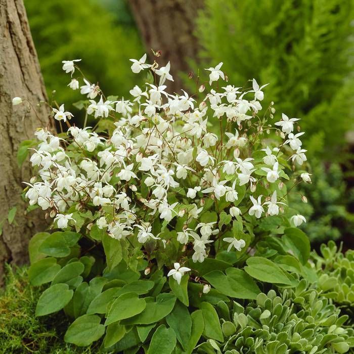 Buy Epimedium youngianum Niveum affordable | Gardens4You.co.uk