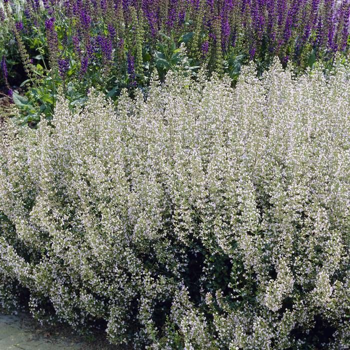Buy Nepeta faassenii Snowflake affordable | Gardens4You.co.uk