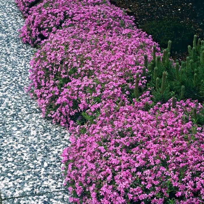 Buy Phlox subulata Moerheimii affordable | Gardens4You.co.uk
