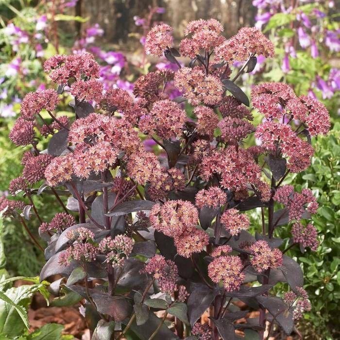 Buy Sedum Jose Aubergine affordable | Gardens4You.co.uk