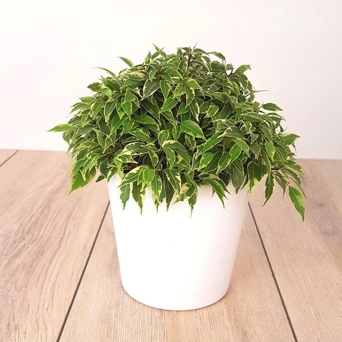 Buy Ficus benjamina Lovely 12cm affordable | Gardens4You.co.uk