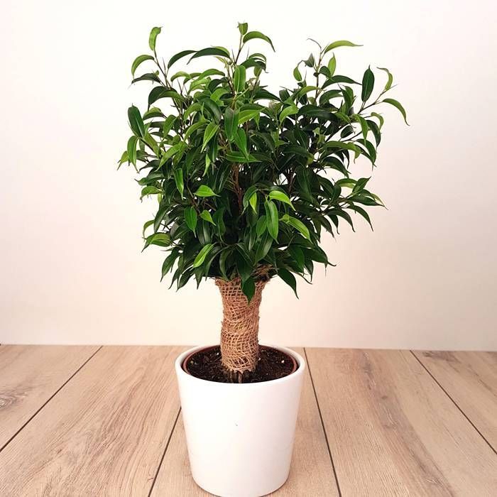 Buy Ficus Natasja Jute 12cm affordable | Gardens4You.co.uk