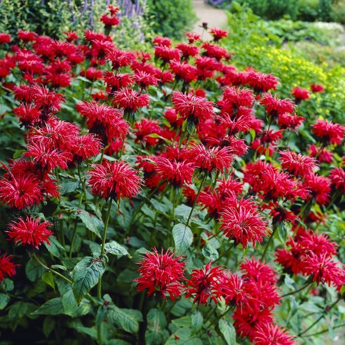 Buy Monarda Gardenview Scarlet affordable | Gardens4You.co.uk