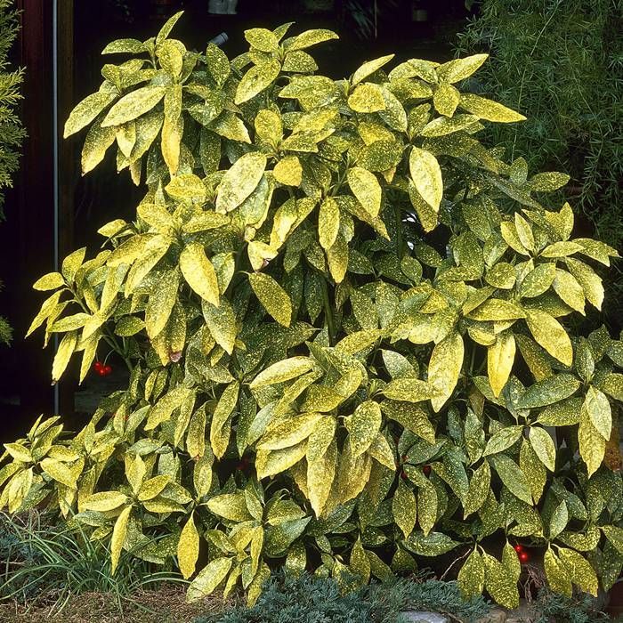 Buy Aucuba japonica Crotonifolia affordable | Gardens4You.co.uk