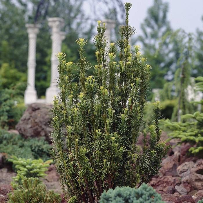 Buy Taxus baccata Fastigiata 9 cm affordable | Gardens4You.co.uk