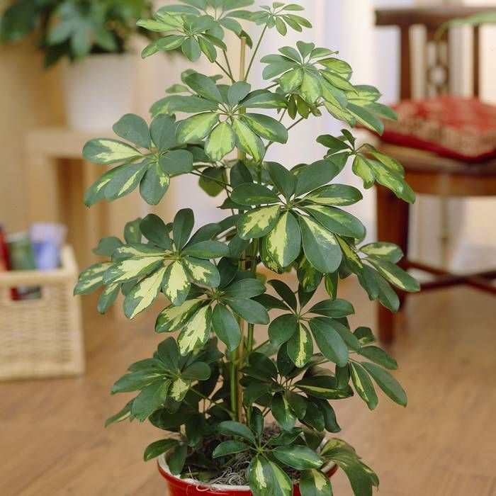 Buy Schefflera Arboricola Gold Capella affordable | Gardens4You.co.uk