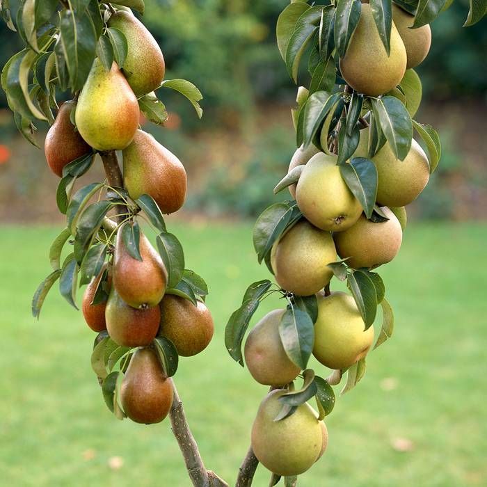 Buy Duo Pear Tree affordable | Gardens4You.co.uk