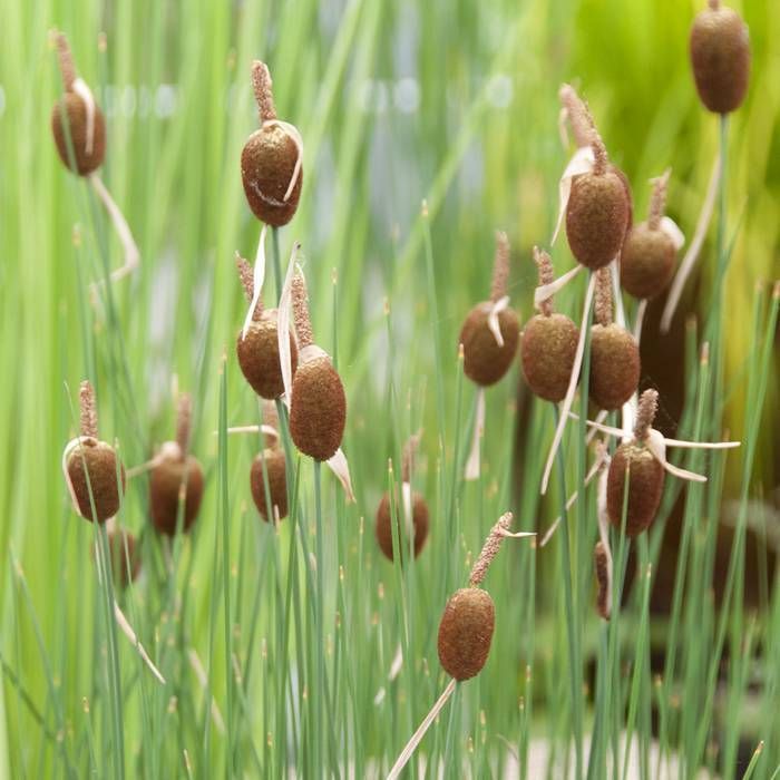 Buy Typha Minima Set affordable | Gardens4You.co.uk