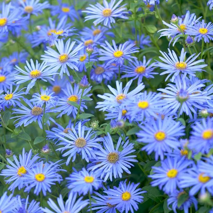 Buy Aster frikartii 'Monch' 9 cm pot affordable | Gardens4You.co.uk