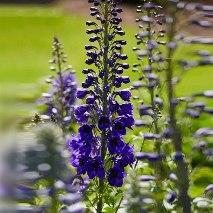 Buy Delphinium Black Knight 9 cm pot affordable | Gardens4You.co.uk